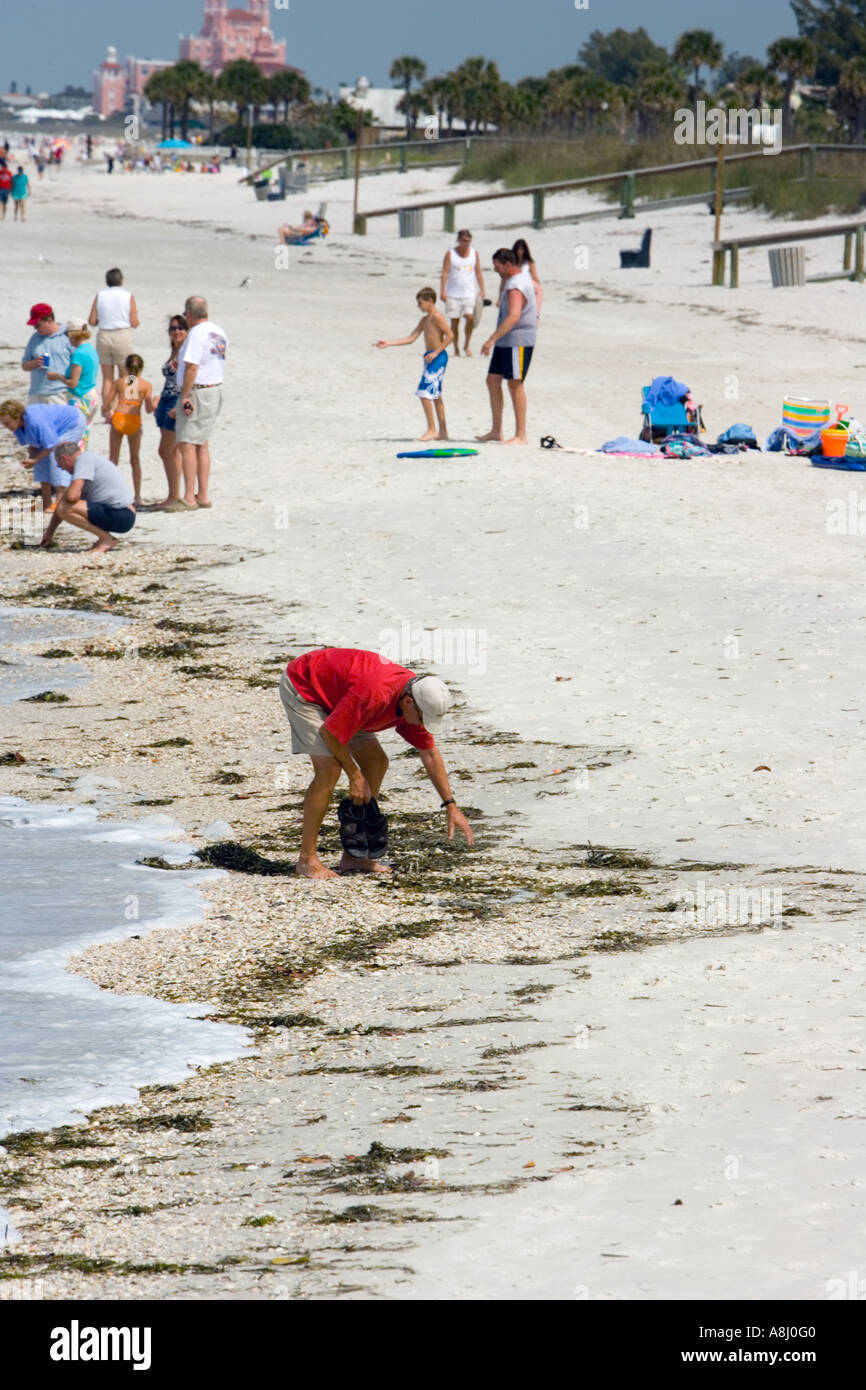 Man looking for shells on a beach Stock Photo - Alamy