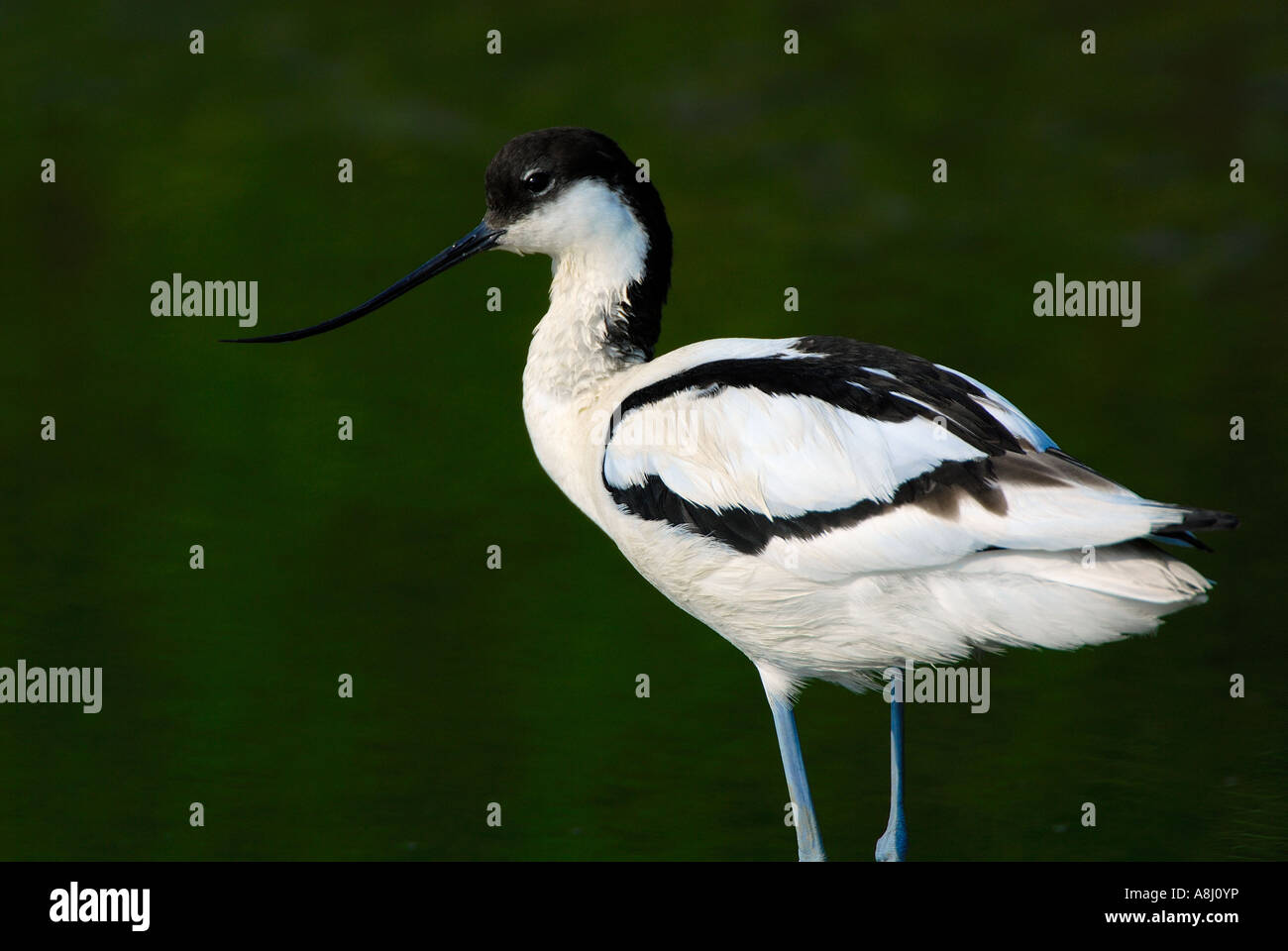 Avocet bird Recurvirostra avosetta Stock Photo - Alamy