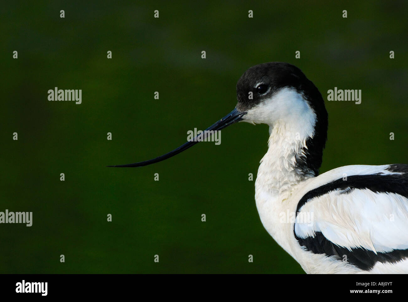 Avocet bird Recurvirostra avosetta portrait Stock Photo - Alamy
