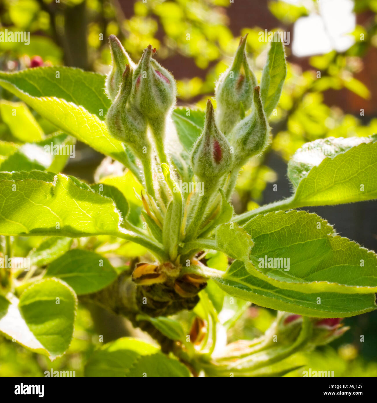 Golden Delicious Apple Tree Leaf