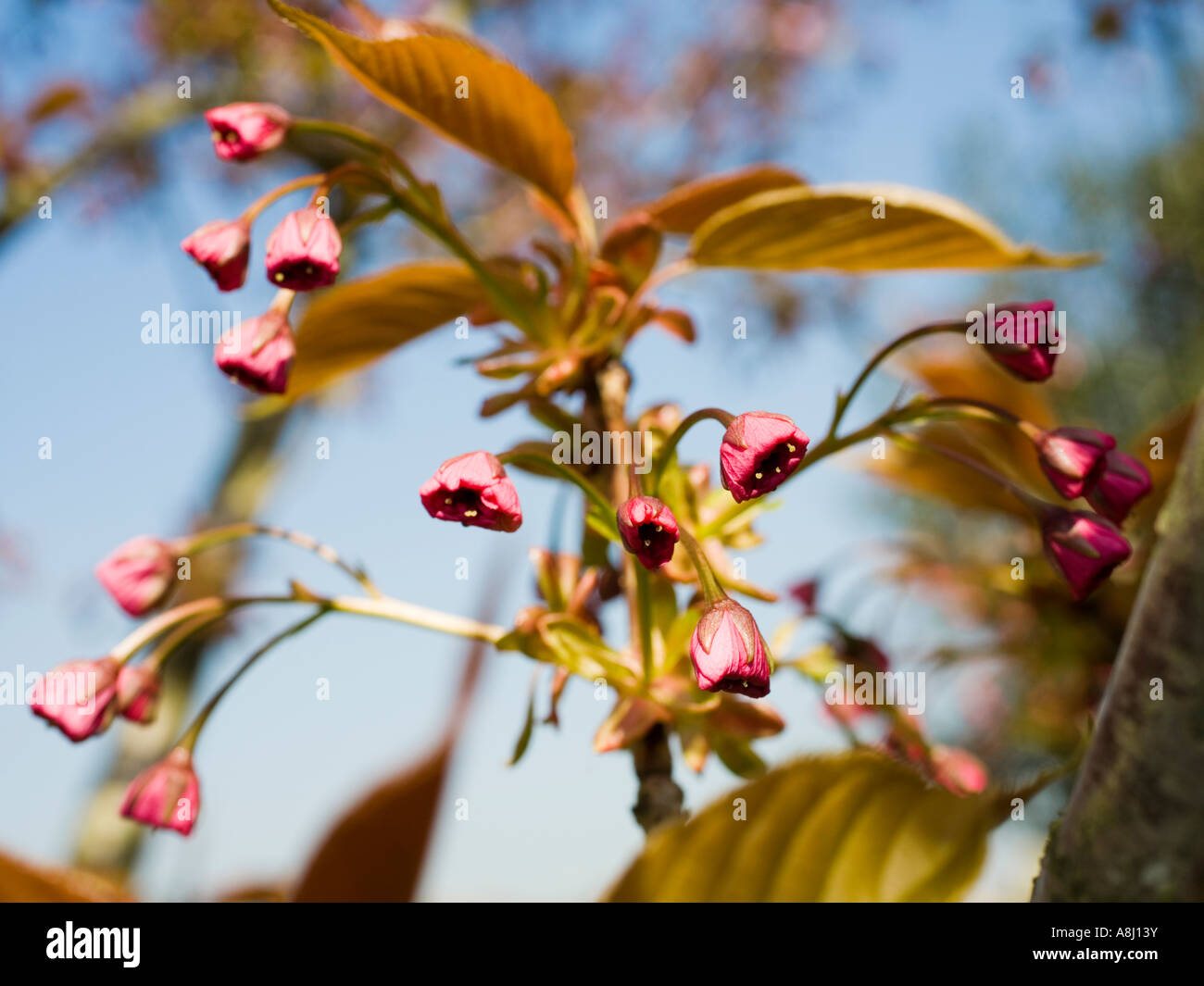 Cherry tree buds hi-res stock photography and images - Alamy