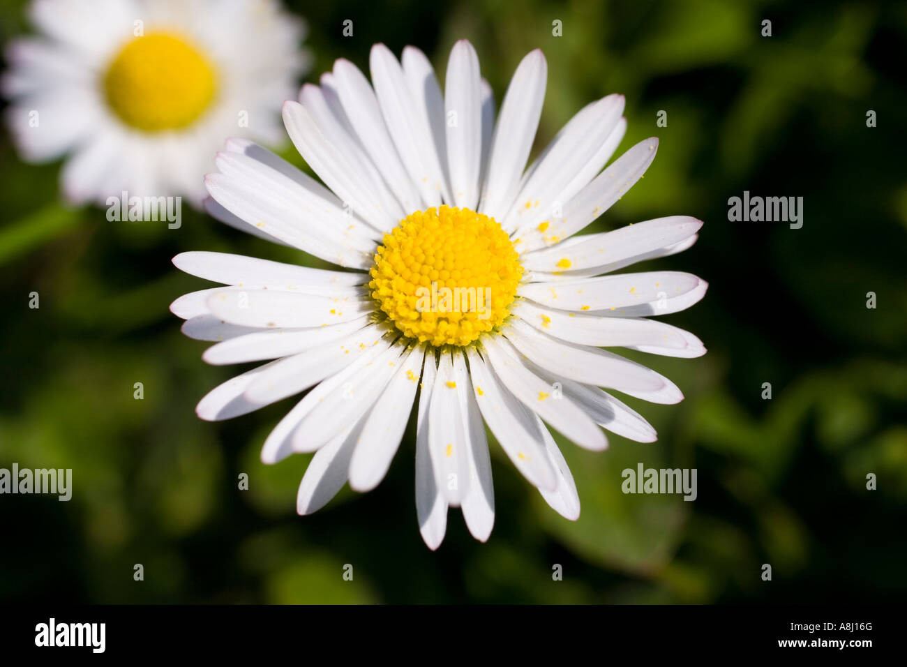 Daisy Stock Photos & Daisy Stock Images - Alamy