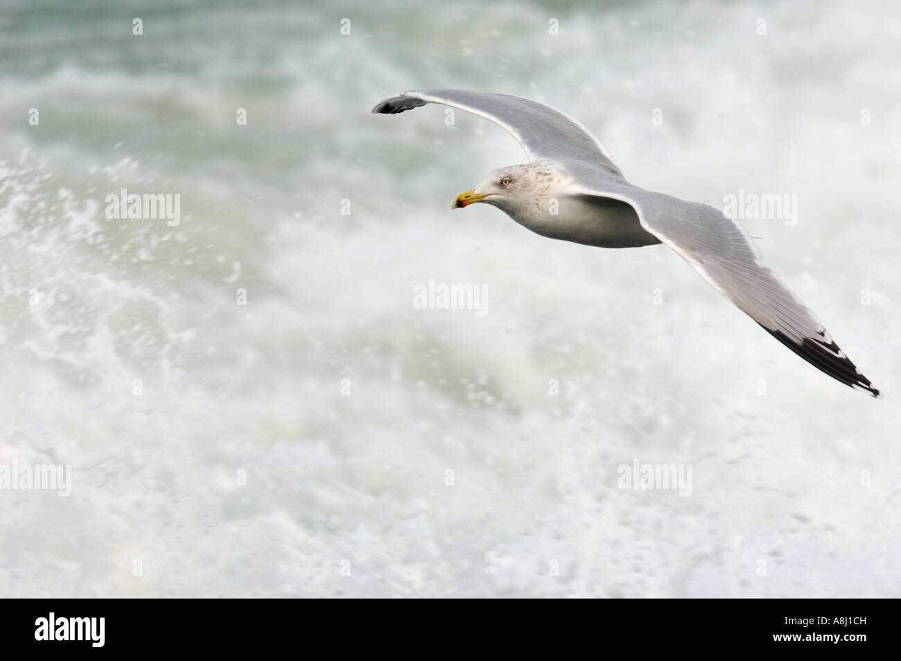 Flying above the waves hi-res stock photography and images - Alamy