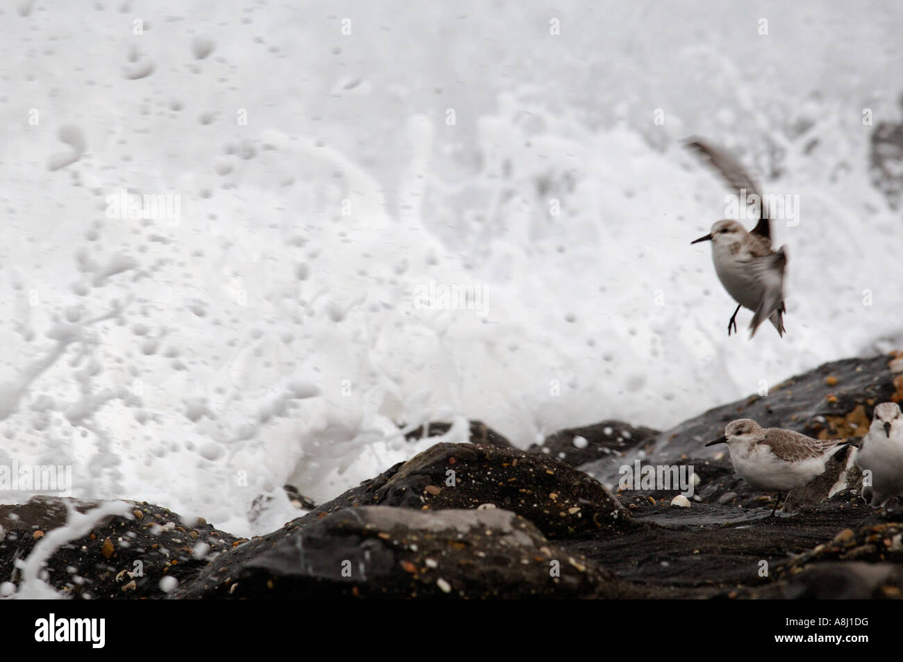 Bird flying next to rocks hi-res stock photography and images - Alamy