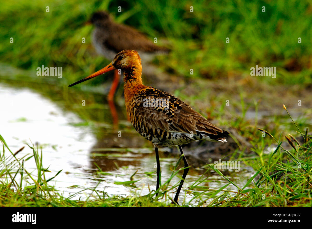 Bird in the field black tailed godwit bird Limosa limosa Stock Photo ...