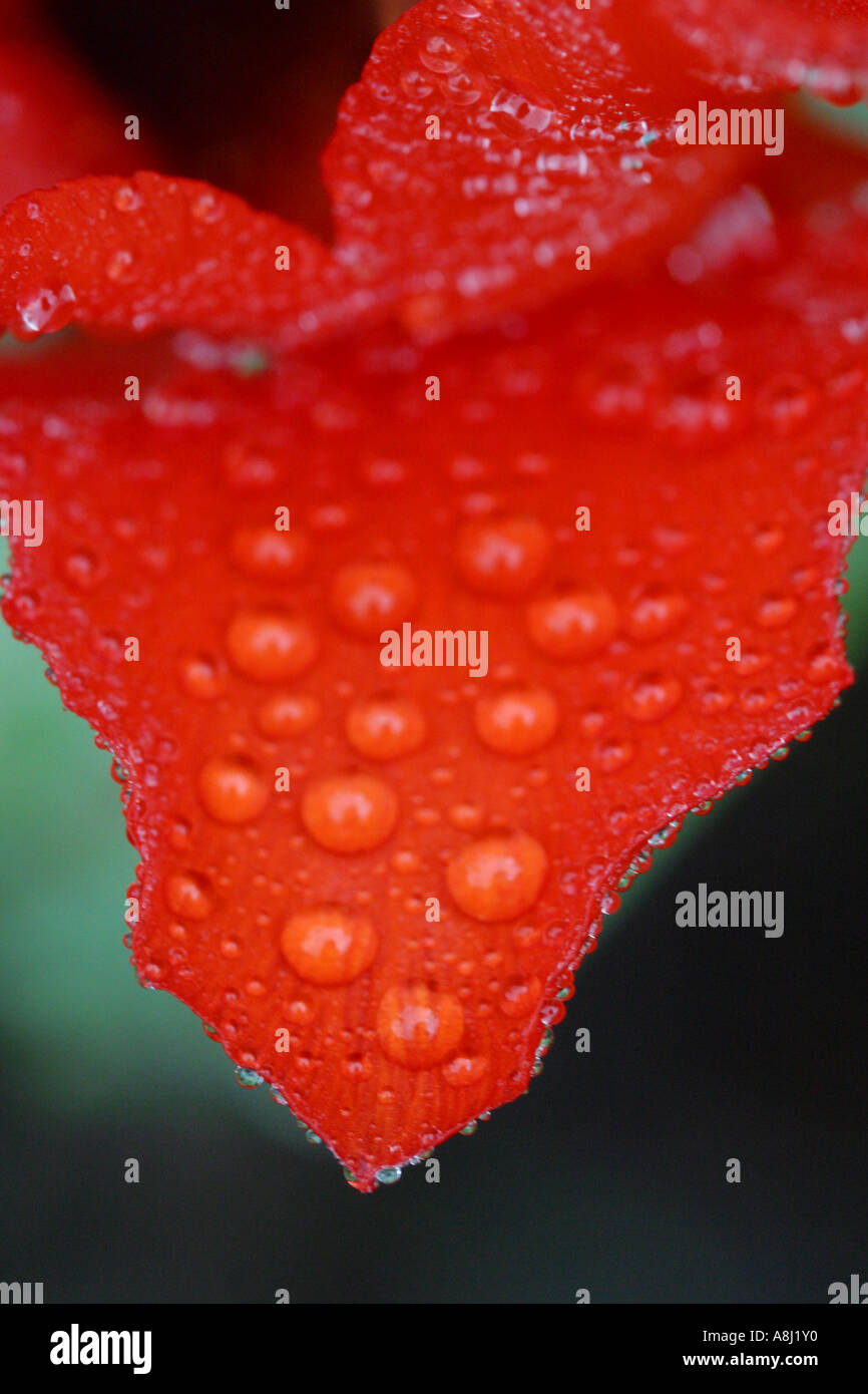 Red Tulip flower petal with morning dew Stock Photo - Alamy