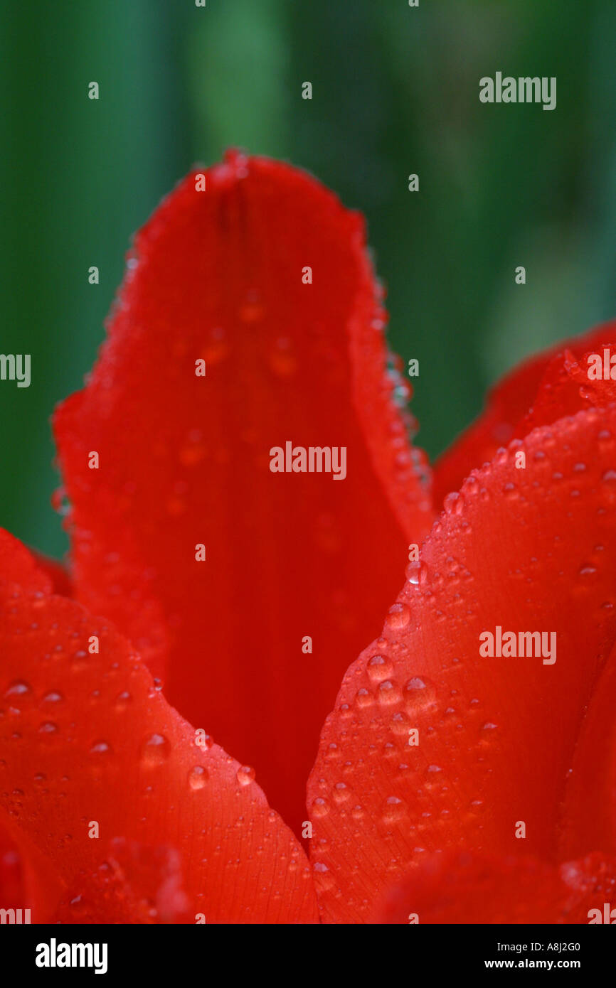Red Tulip flower petal with morning dew Stock Photo - Alamy