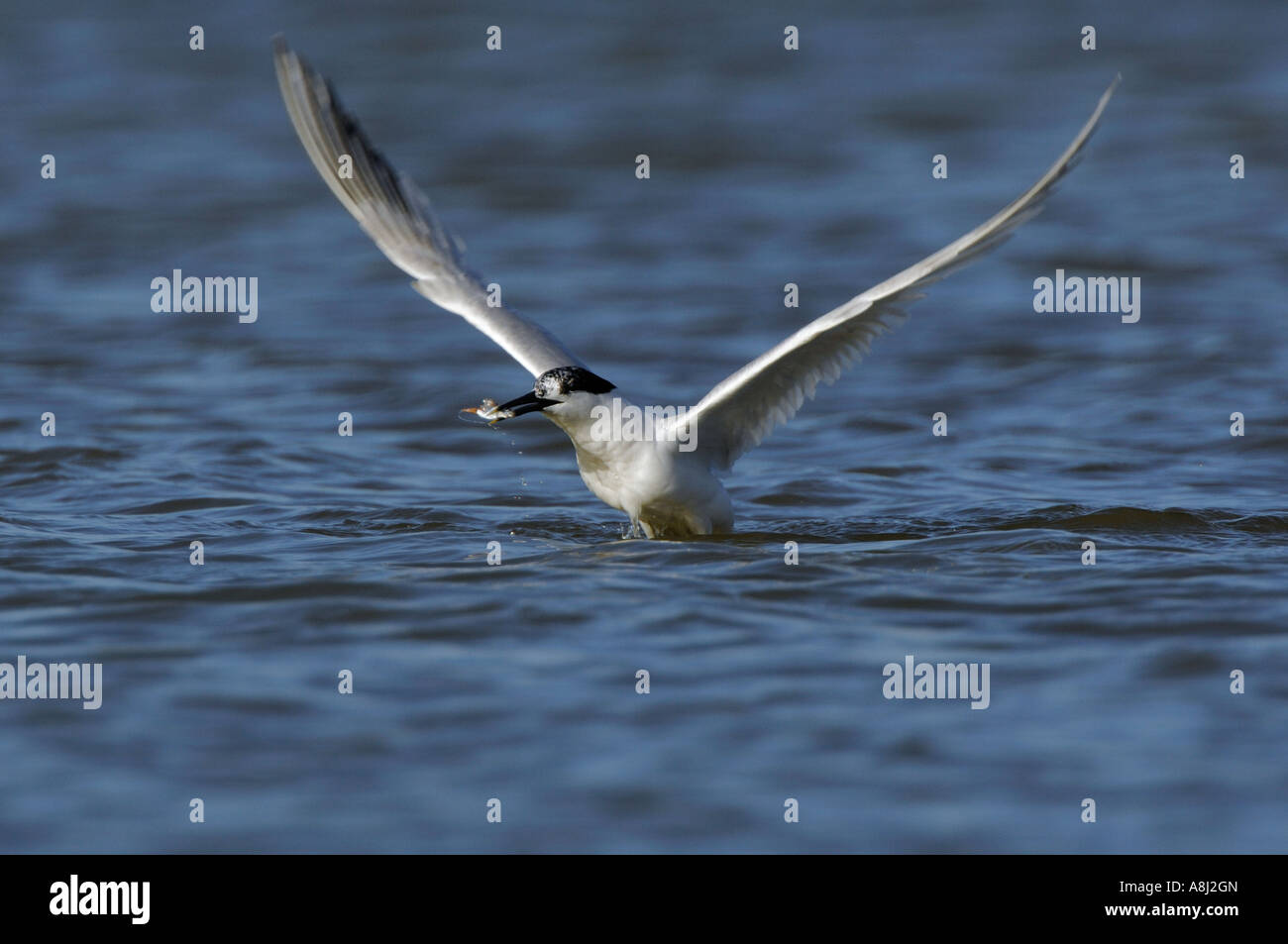 Bird swim in the water Sandwich Tern bird Sterna sandvicensis Stock ...