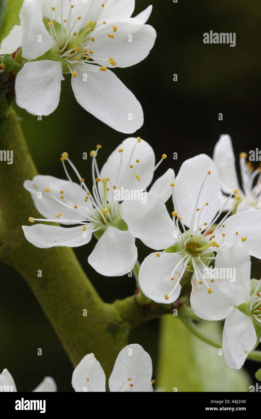 Plum tree white blosom flower Stock Photo - Alamy