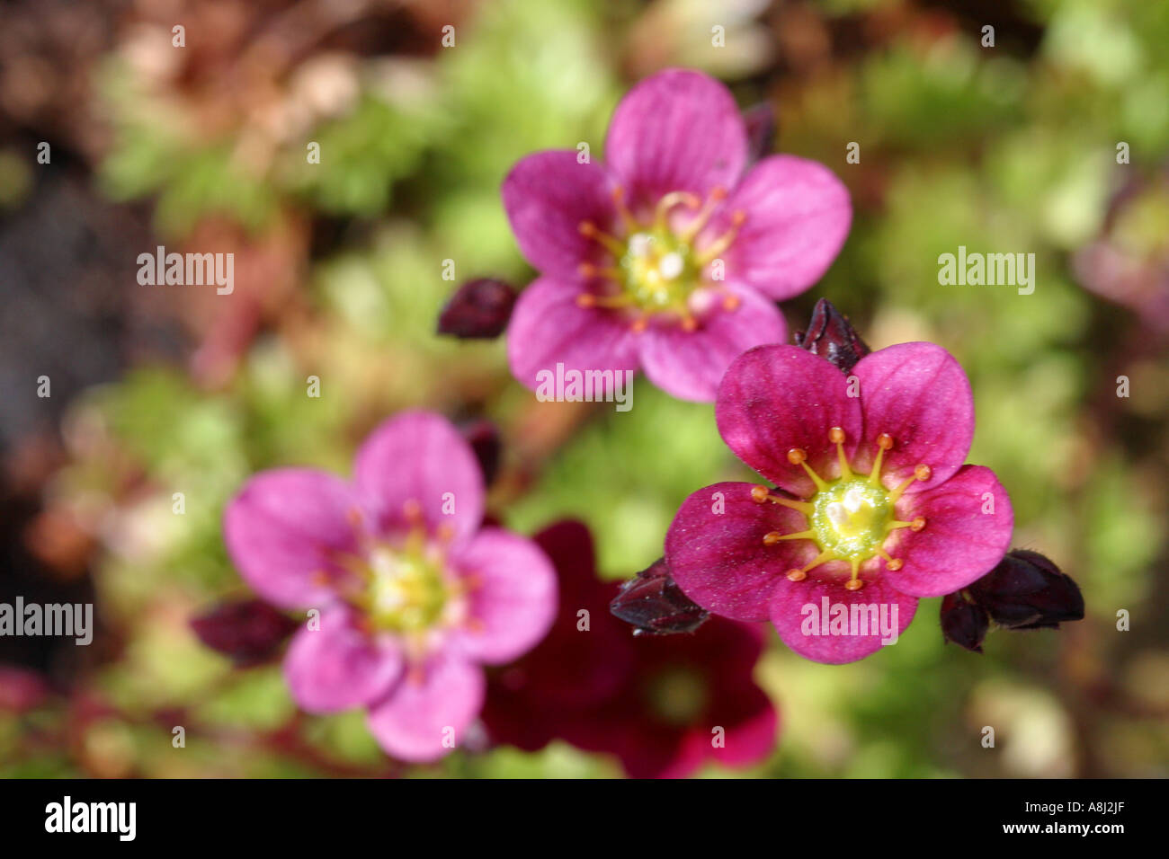 Low lying alpine plant hi-res stock photography and images - Alamy