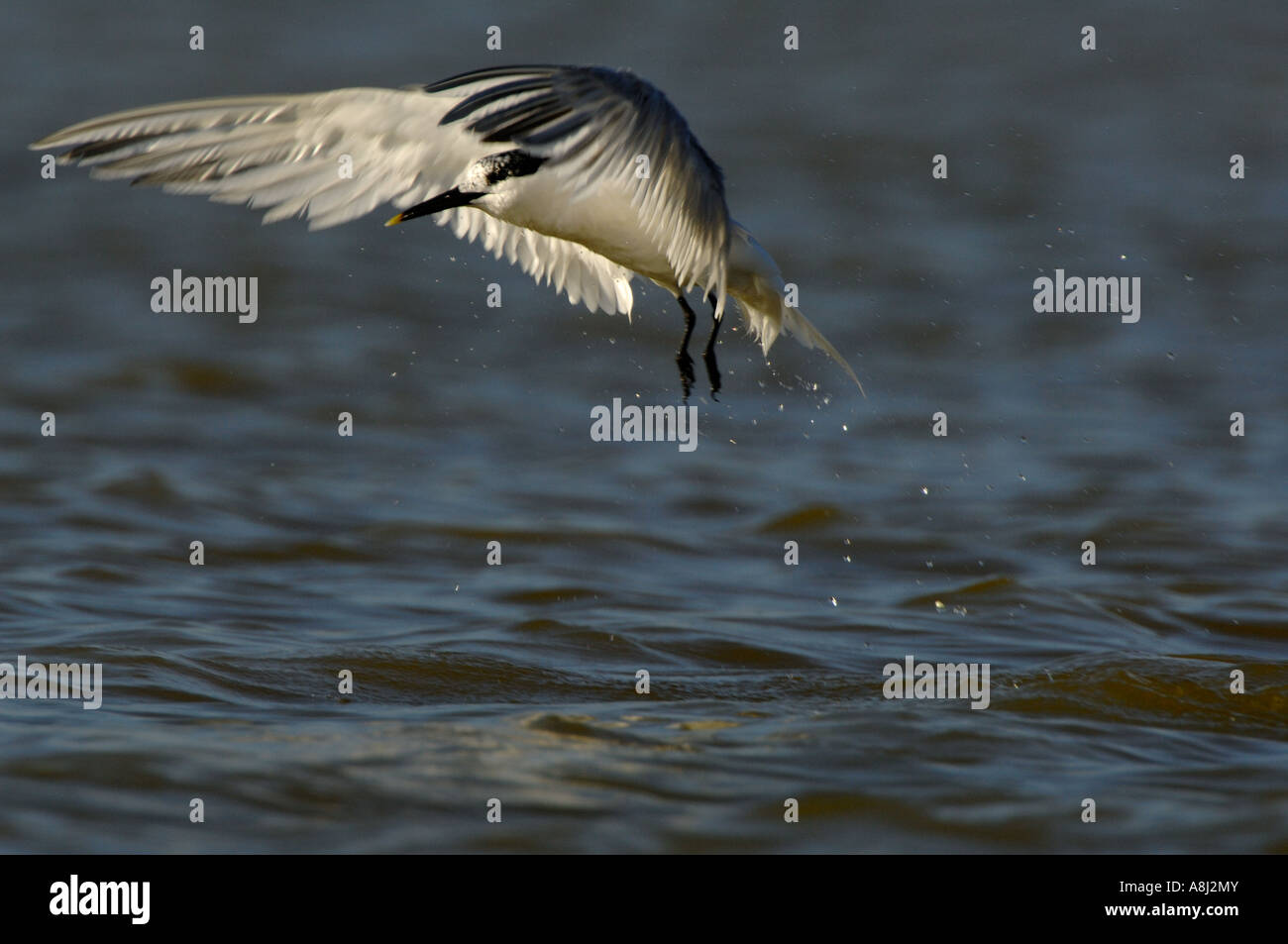 Flying bird above water Sandwich Tern bird Sterna sandvicensis Stock ...