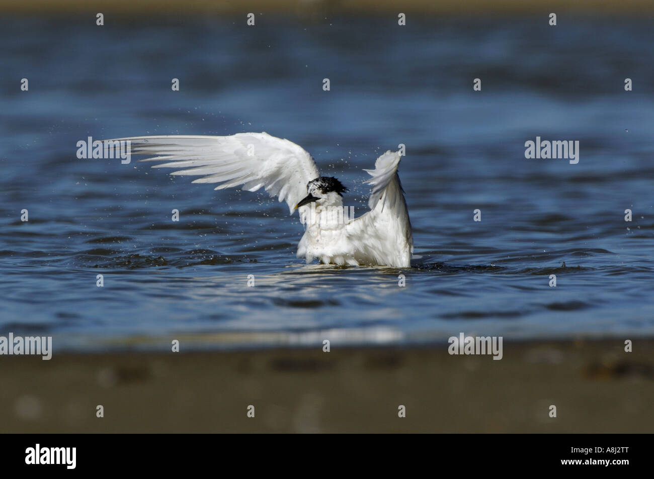 Bird swim in the water Sandwich Tern bird Sterna sandvicensis Stock ...