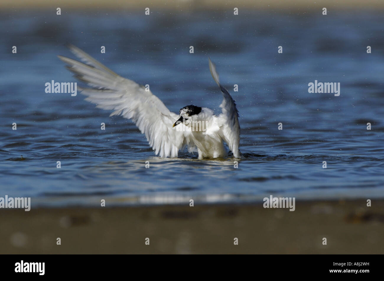 Bird swim in the water Sandwich Tern bird Sterna sandvicensis Stock ...