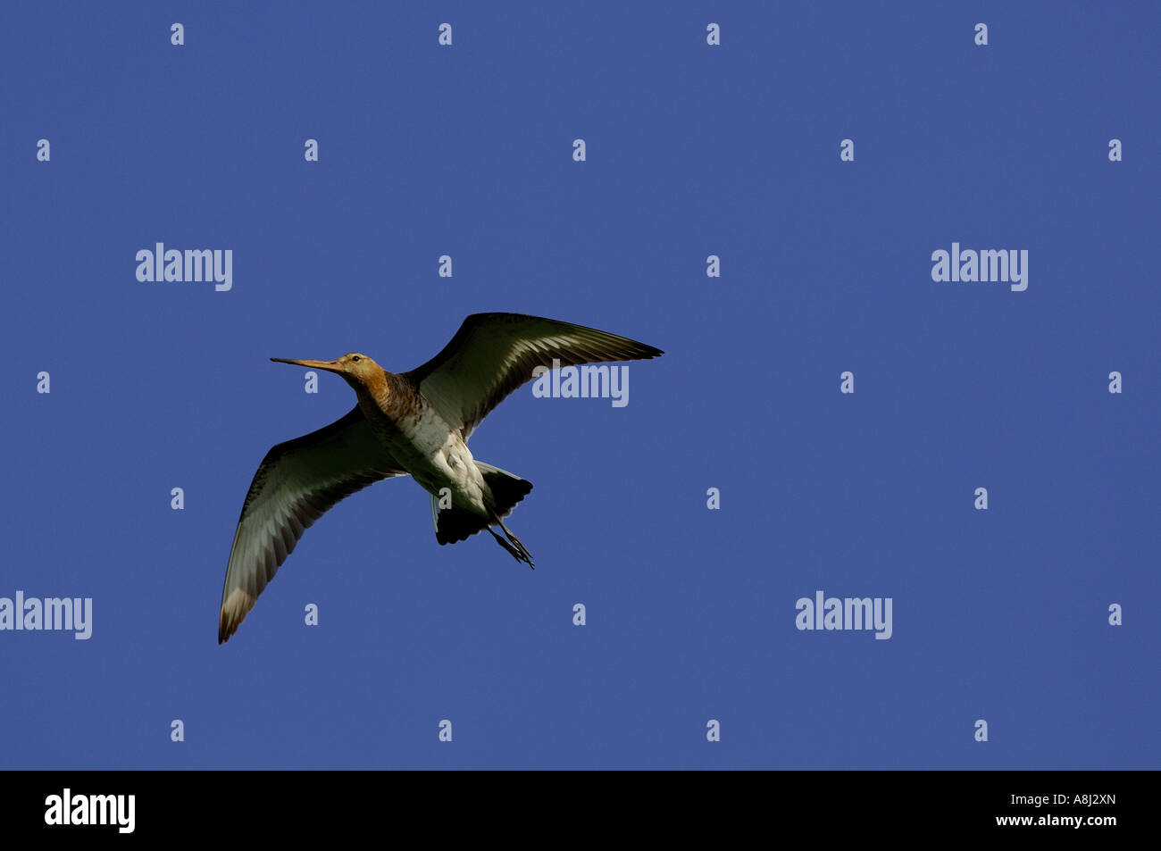 Flying bird in thebleu sky black tailed godwit bird Limosa limosa Stock ...