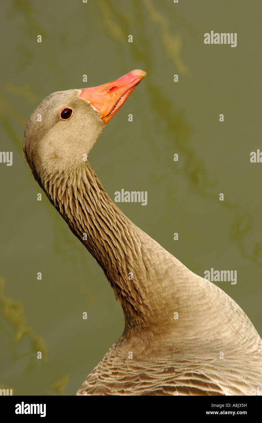 Portrait Greylag Goose bird Anser anser Stock Photo - Alamy