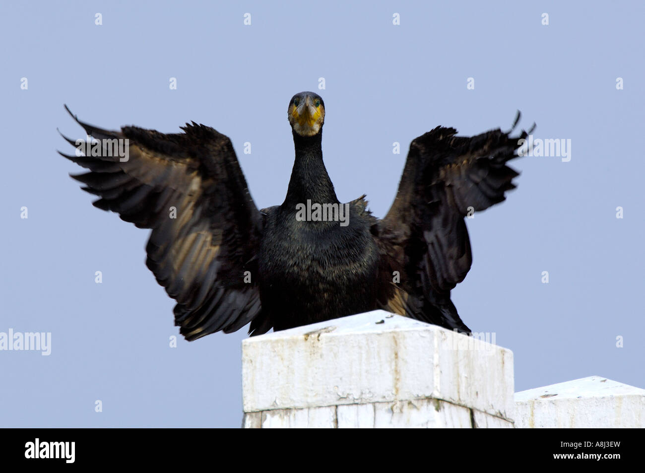 Drying dry sitting bird on pole in harbour Cormorant bird Phalacrocorax ...
