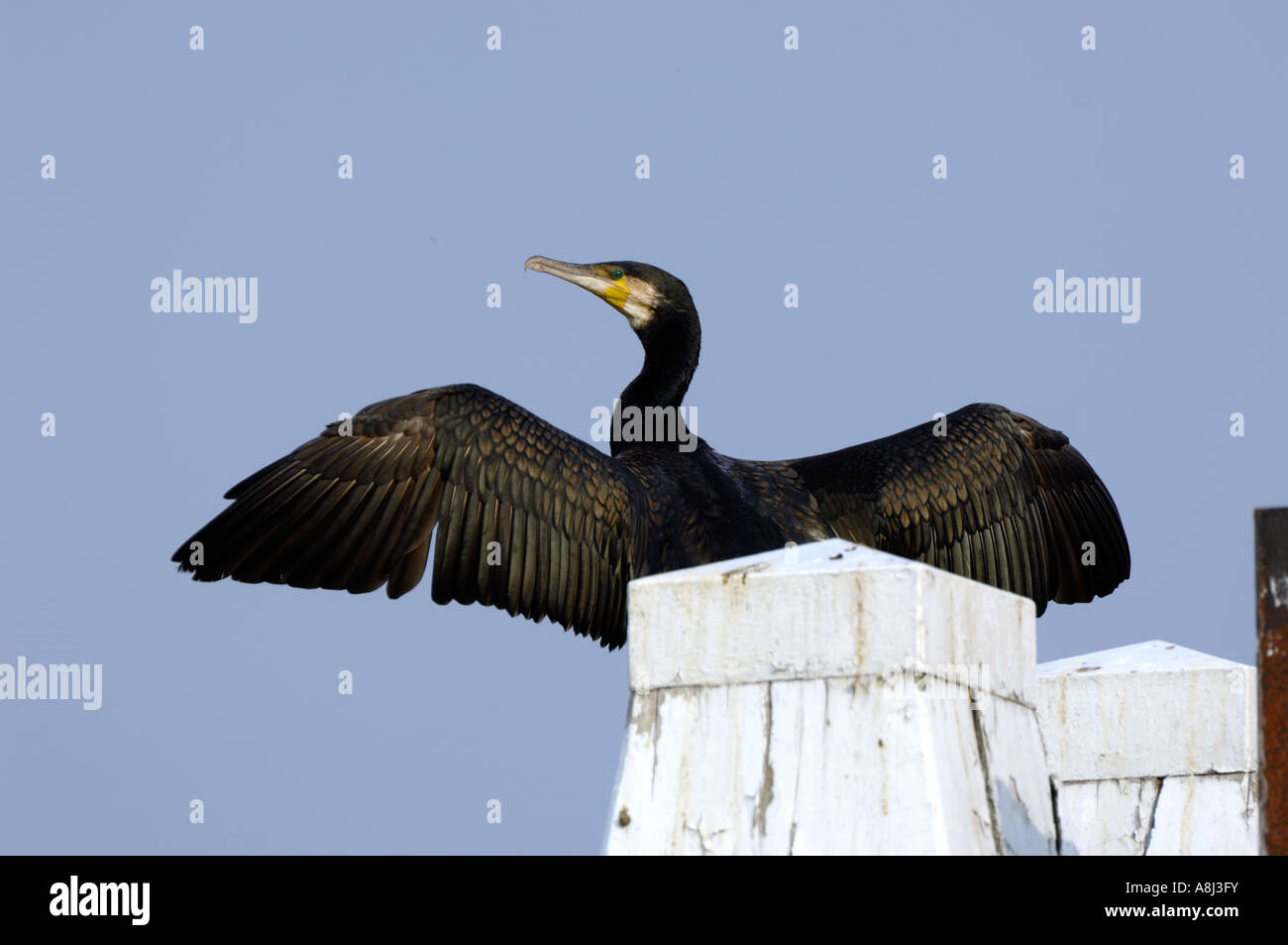 Drying dry sitting bird on pole in harbour Cormorant bird Phalacrocorax ...