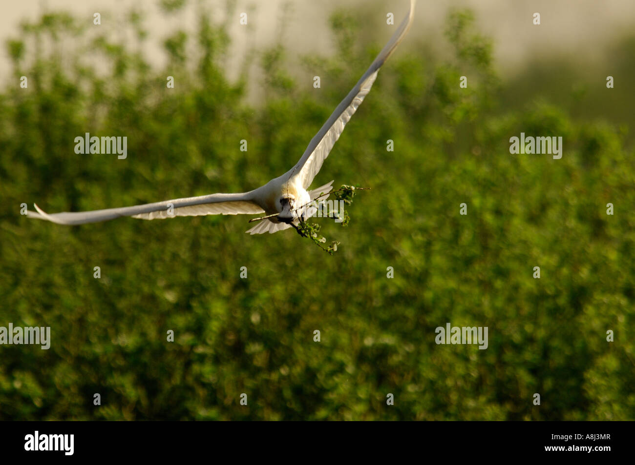 Flying Eurasian spoonbill bird Platalea leucorodia landing Stock Photo ...