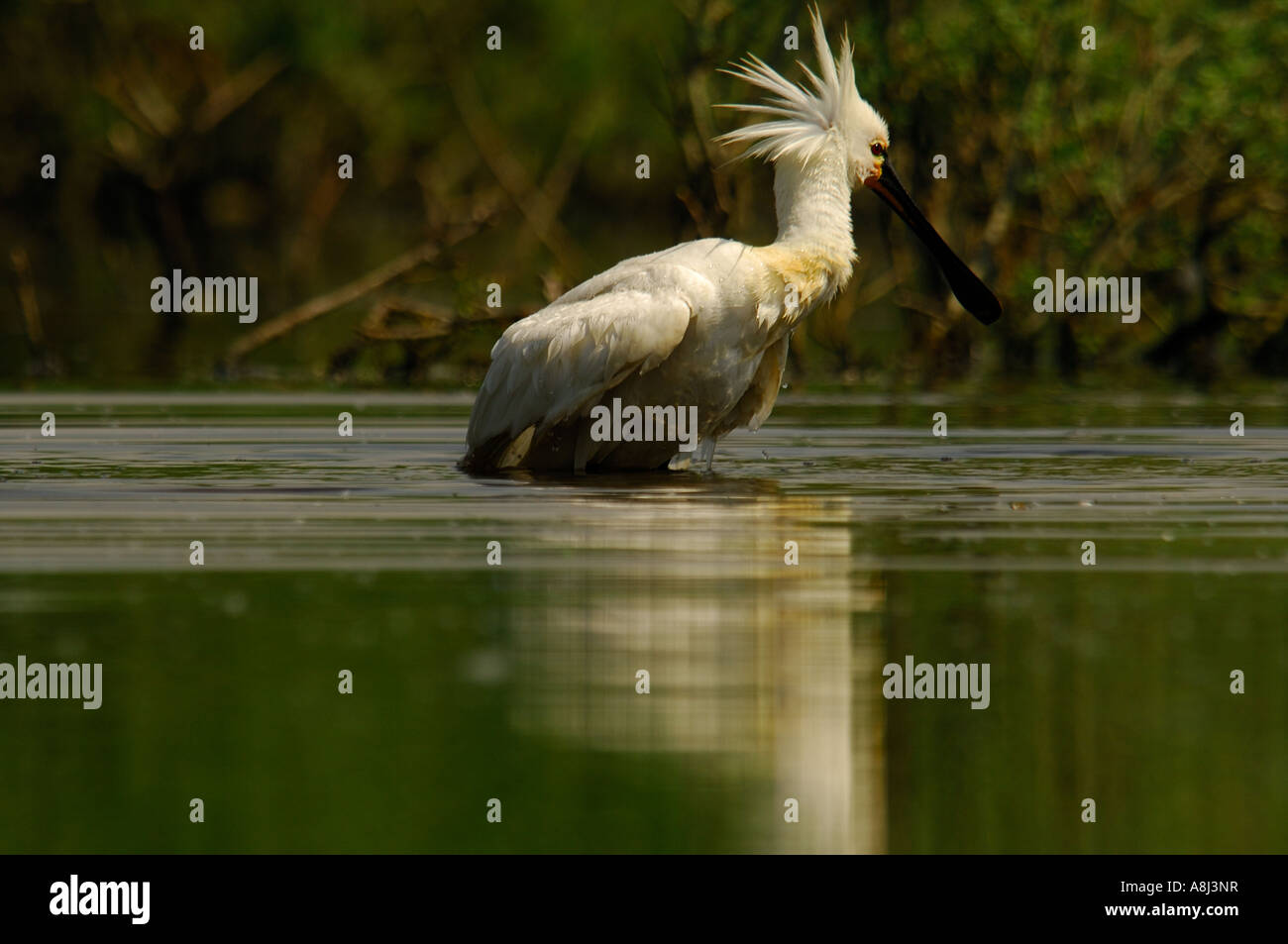 Birds take ther washing in the water Eurasian spoonbill bird Platalea ...