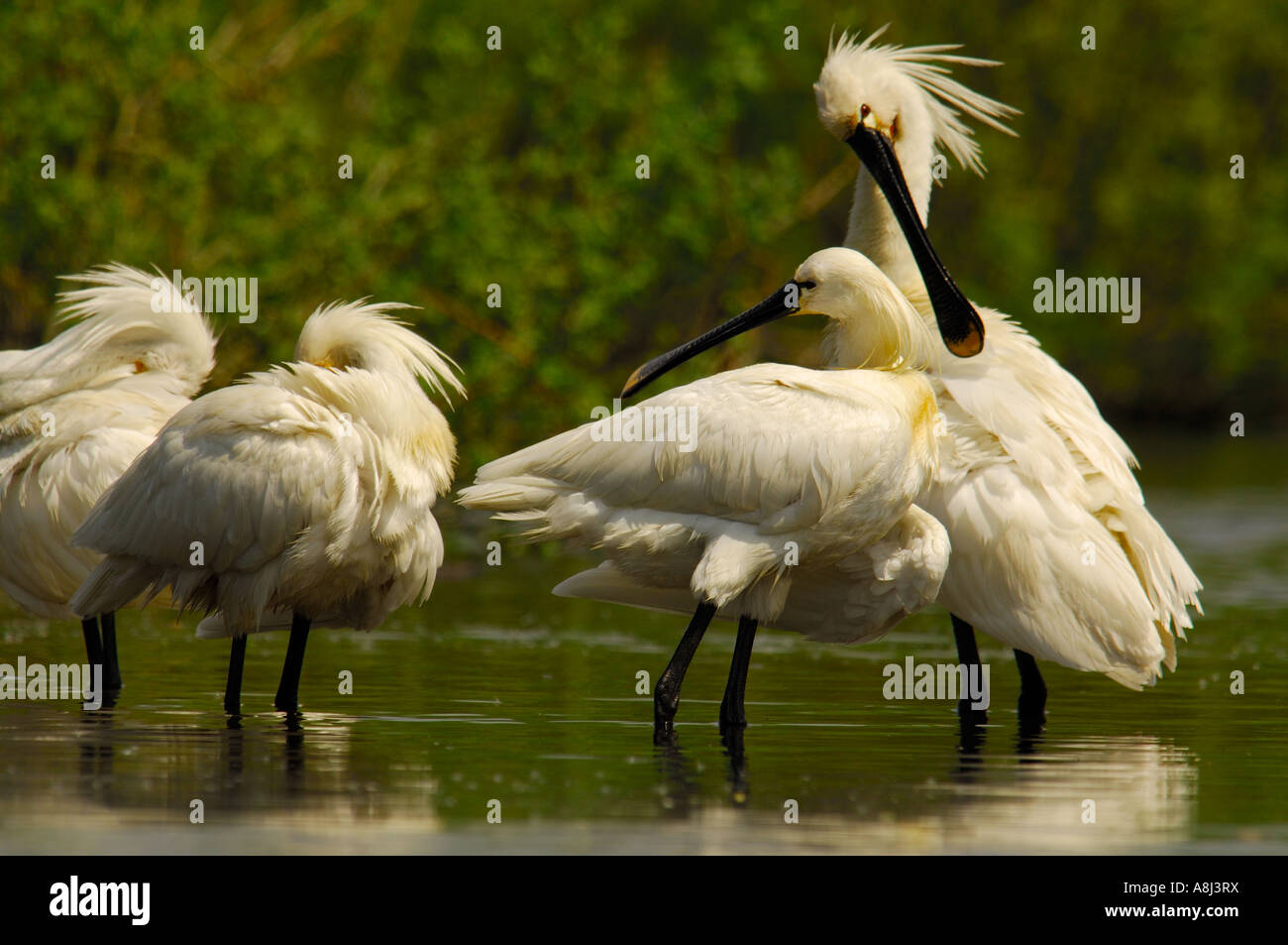 Washing couple Eurasian spoonbill bird Platalea leucorodia in the water ...