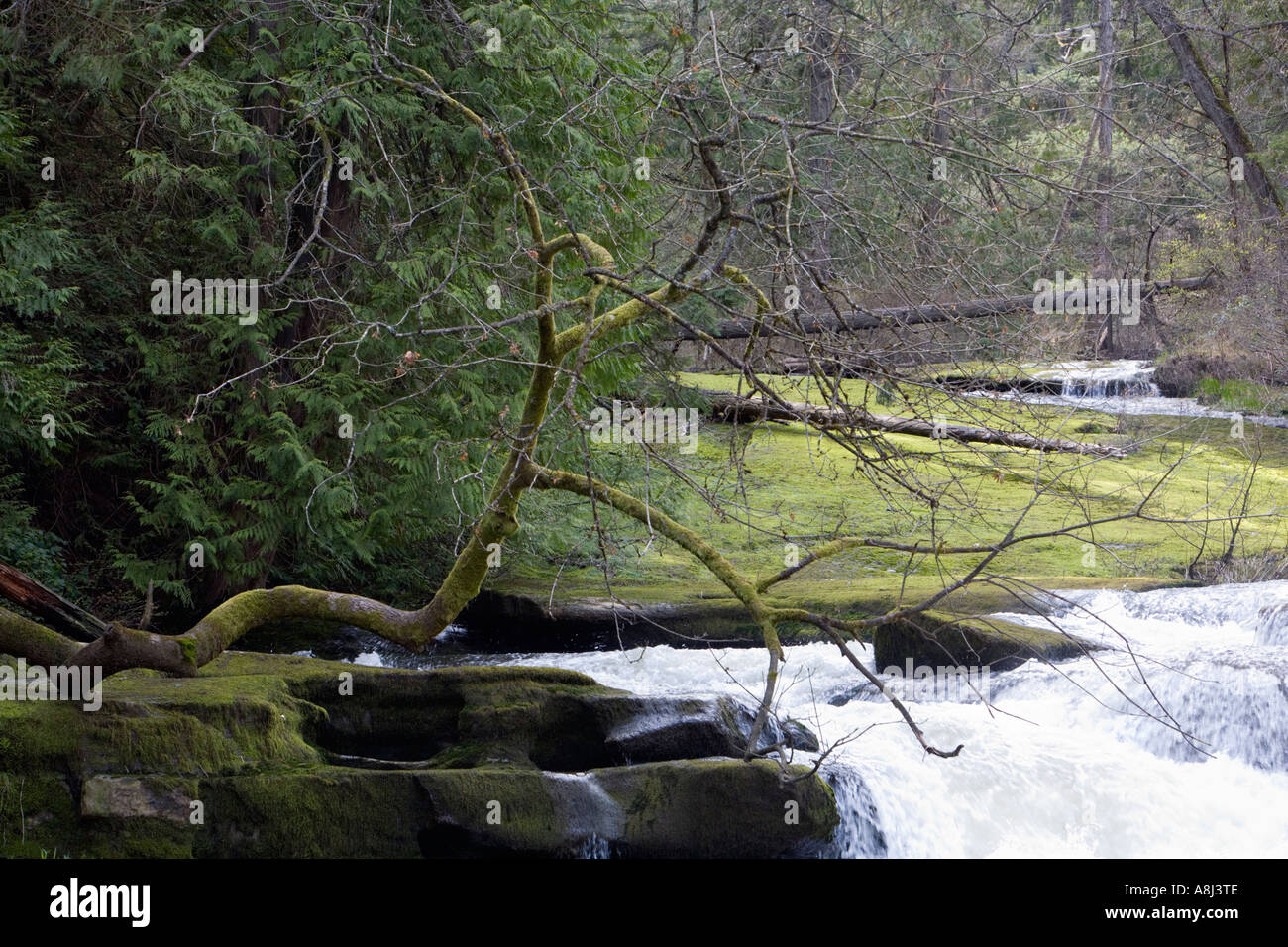 Millstone River waterfalls Bowen Park Nanaimo Vancouver Island British ...