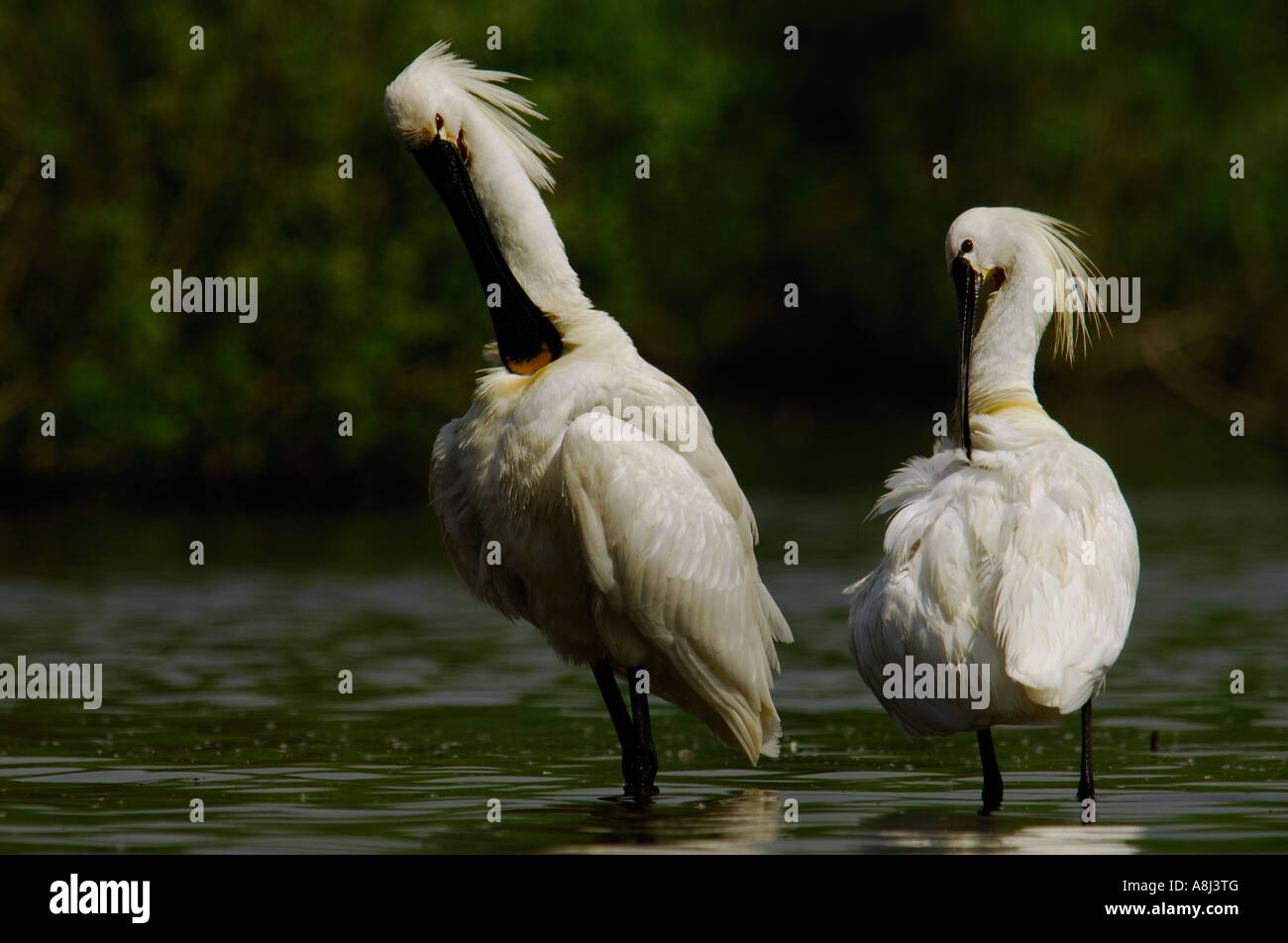 Two Birds in the water Eurasian spoonbill bird Platalea leucorodia ...