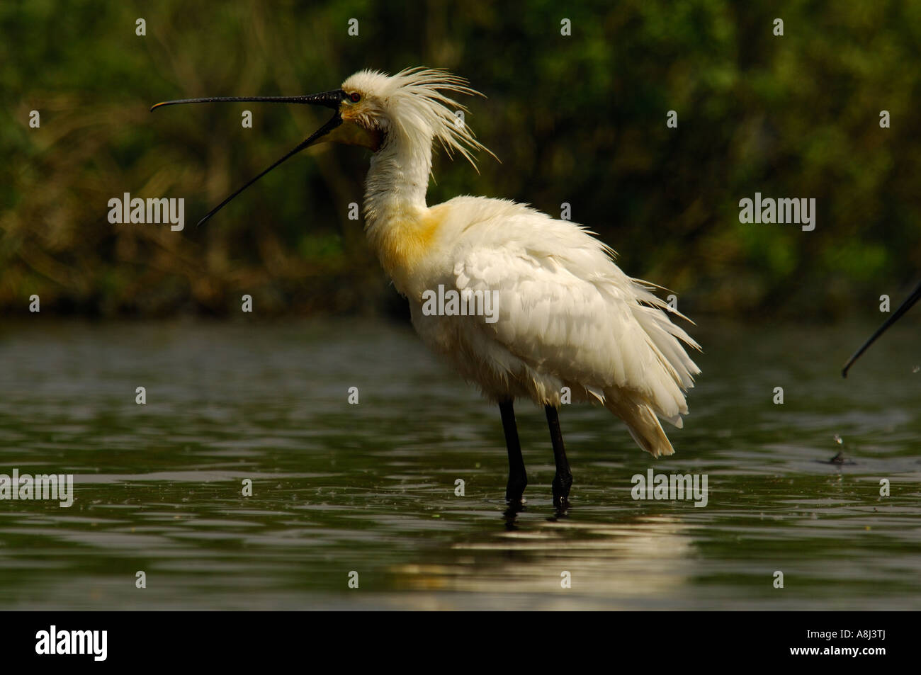 Birds take ther washing in the water Eurasian spoonbill bird Platalea ...