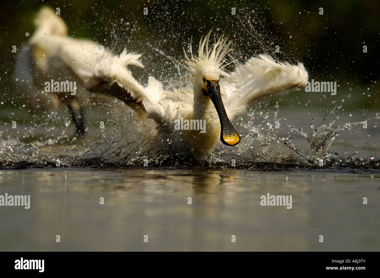 Birds take ther washing in the water Eurasian spoonbill bird Platalea ...