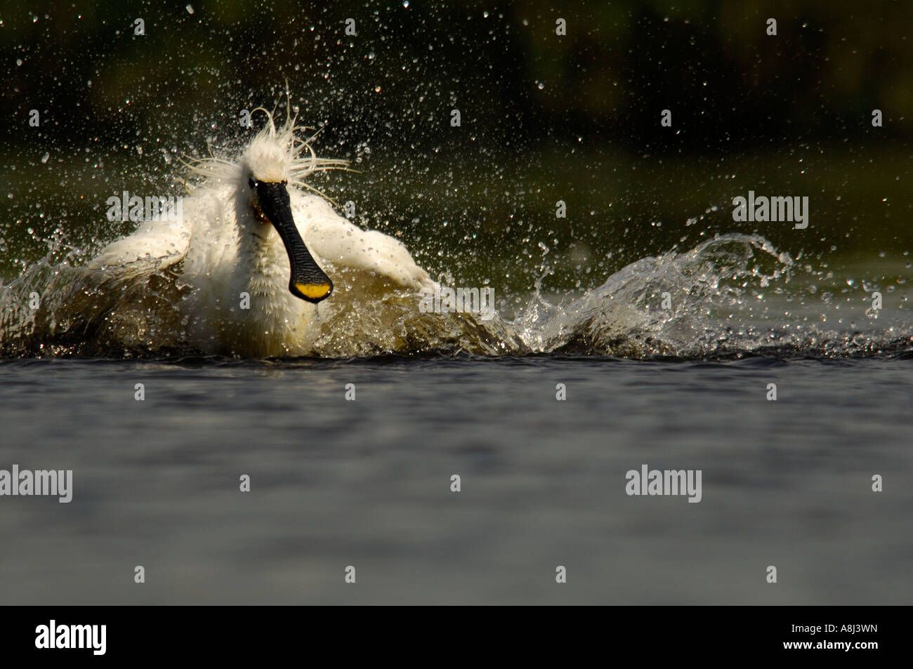 Birds take ther washing in the water Eurasian spoonbill bird Platalea ...