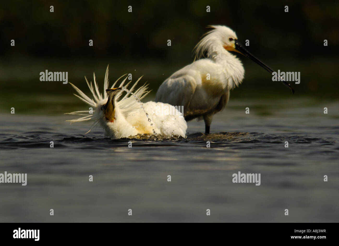 Birds take ther washing in the water Eurasian spoonbill bird Platalea ...
