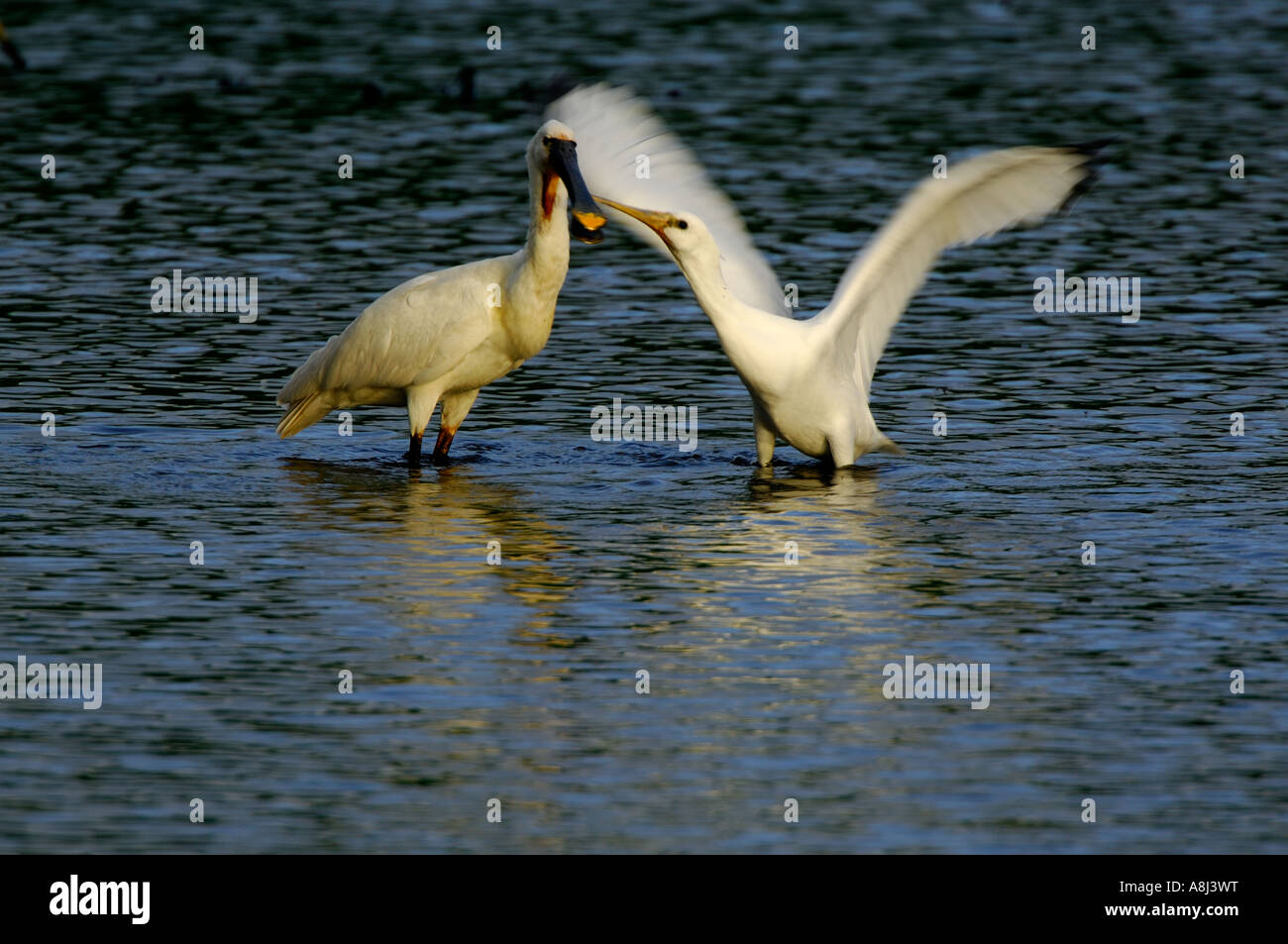 Young bird beg for food Eurasian spoonbill bird Platalea leucorodia in ...