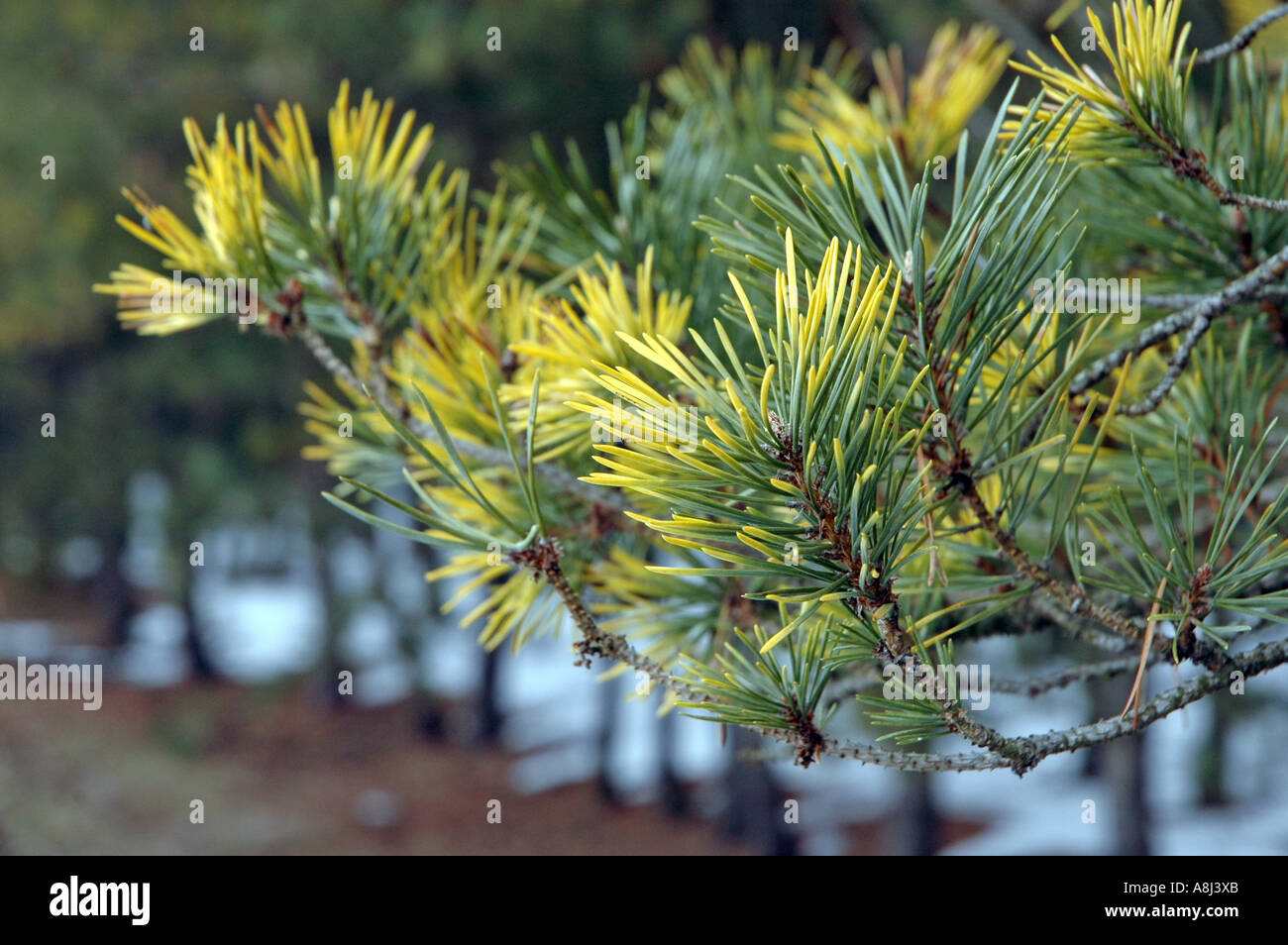 growth of pine tree Stock Photo - Alamy