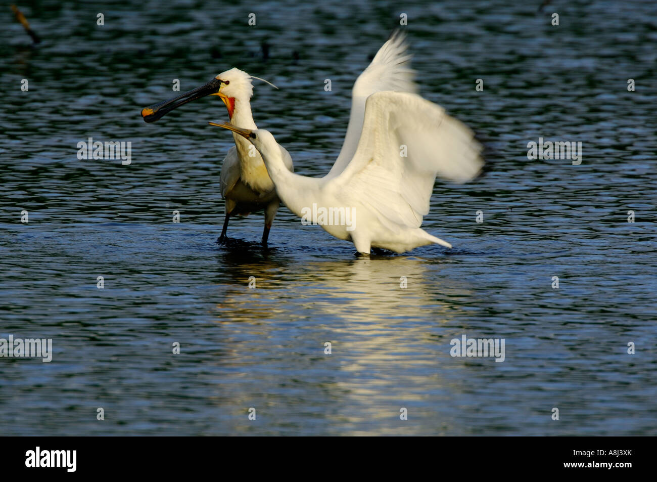 Young bird beg for food Eurasian spoonbill bird Platalea leucorodia in ...