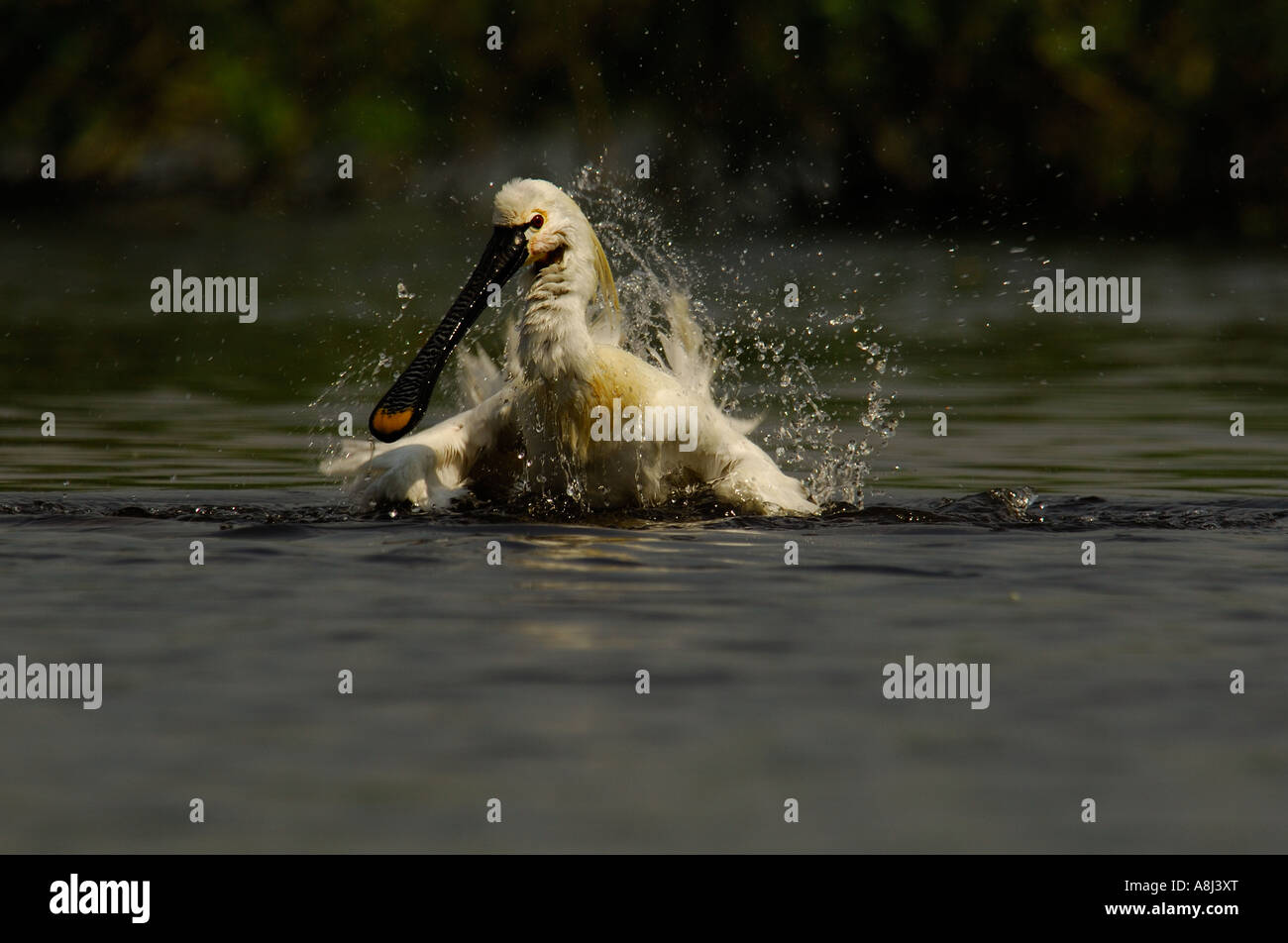 Birds take ther washing in the water Eurasian spoonbill bird Platalea ...