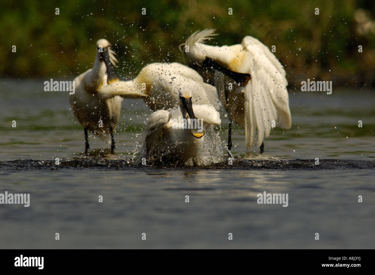 Birds take ther washing in the water Eurasian spoonbill bird Platalea ...