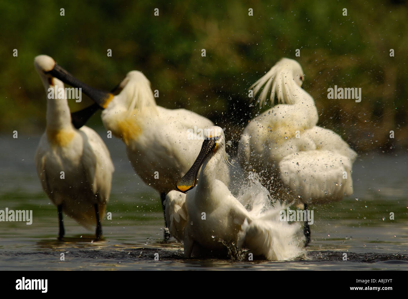 Birds take ther washing in the water Eurasian spoonbill bird Platalea ...