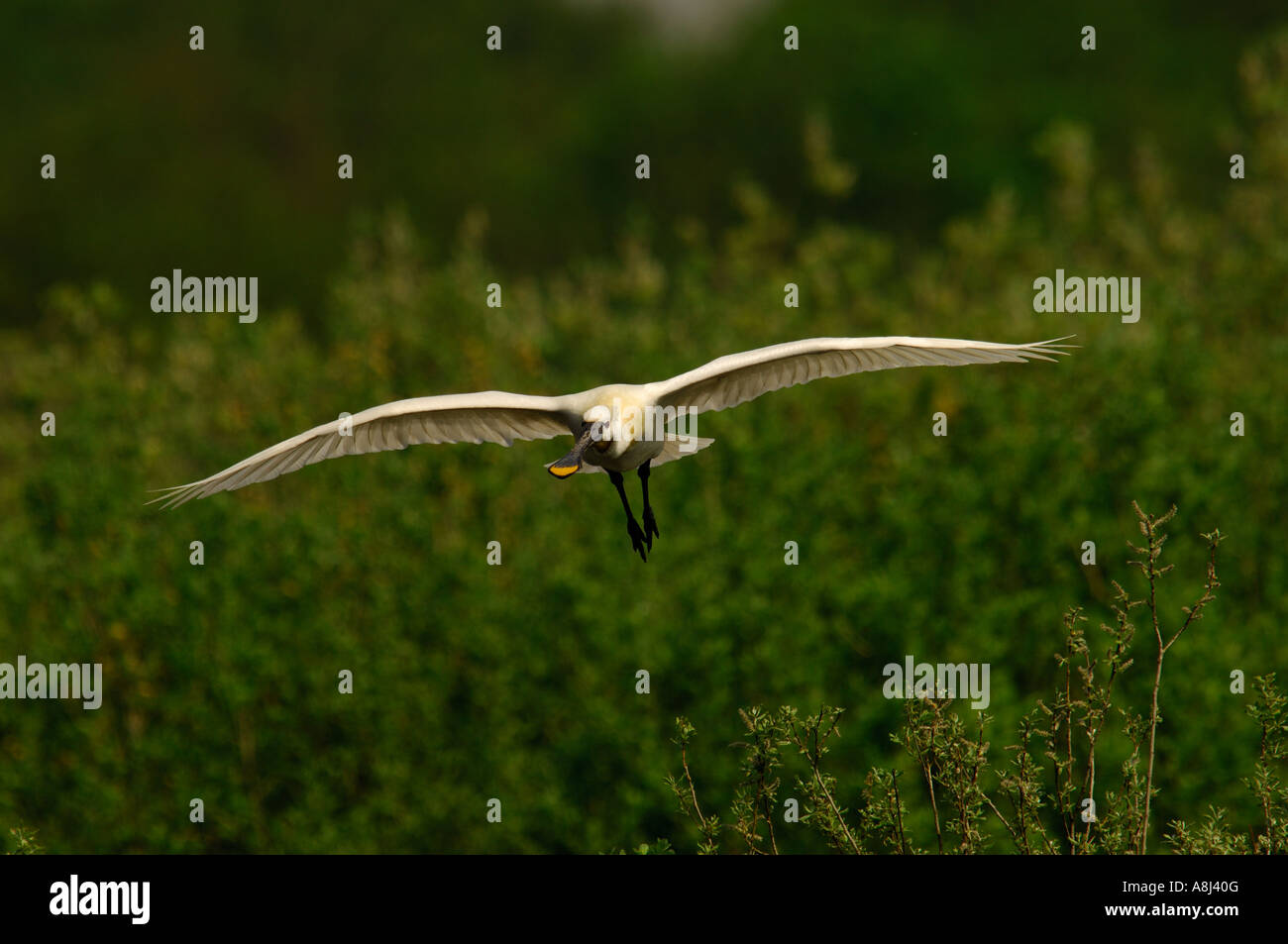 Flying Eurasian spoonbill bird Platalea leucorodia landing Stock Photo ...