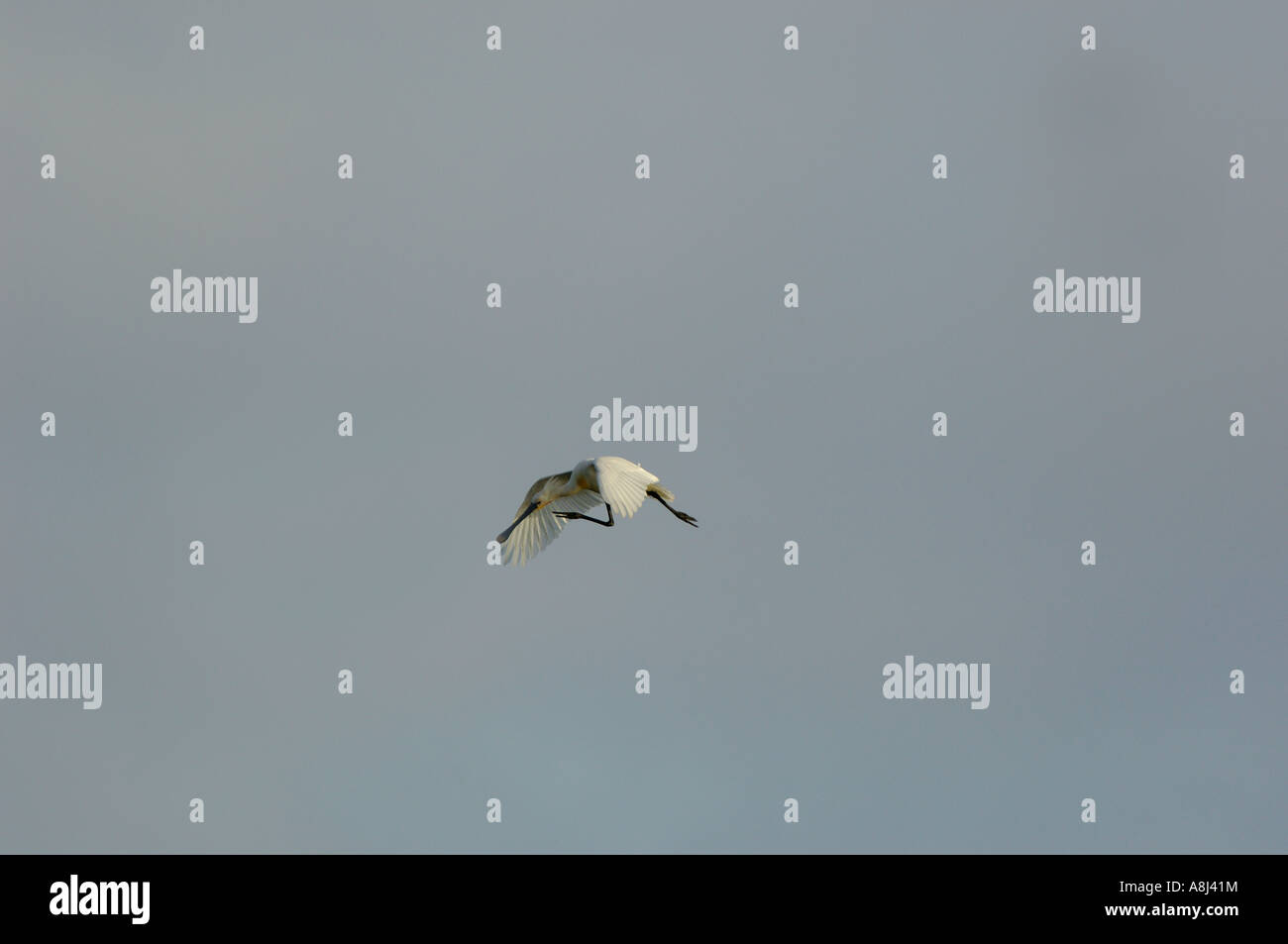 Flying Eurasian spoonbill bird Platalea leucorodia Stock Photo - Alamy