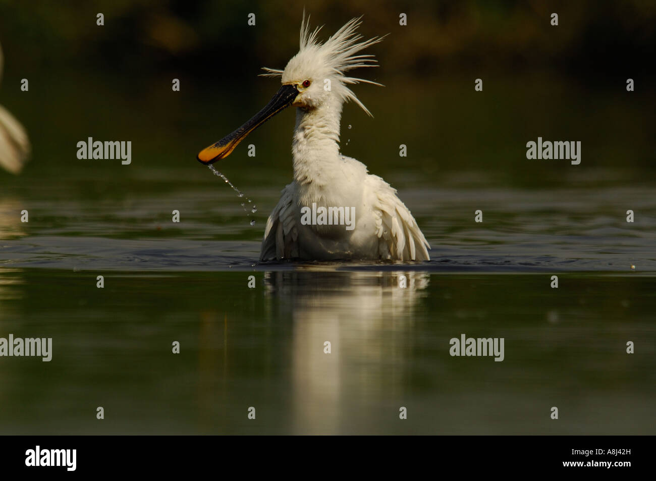 Birds take ther washing in the water Eurasian spoonbill bird Platalea ...