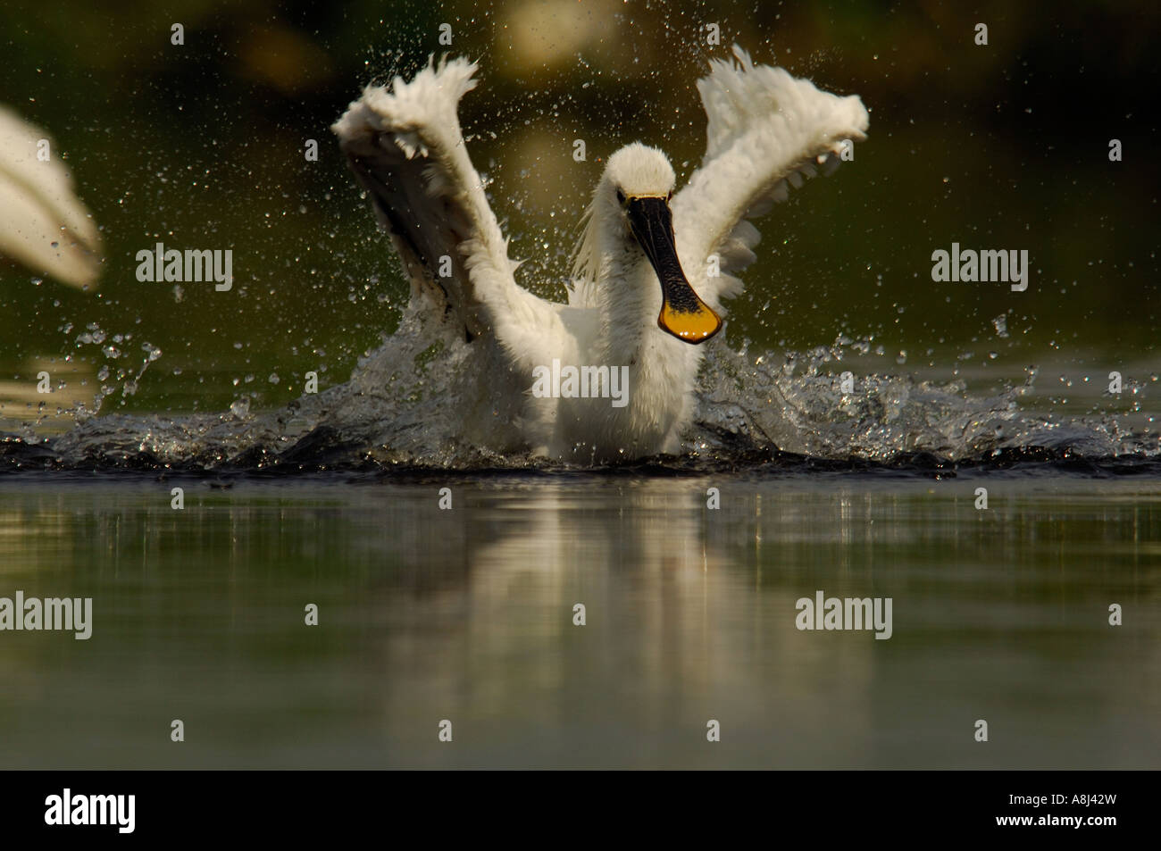 Birds take ther washing in the water Eurasian spoonbill bird Platalea ...