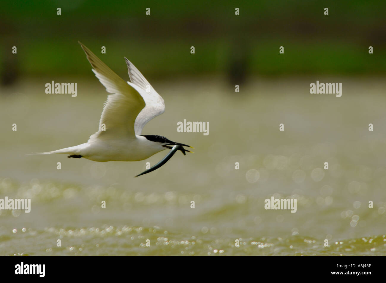 Flying bird above water Sandwich Tern bird Sterna sandvicensis Stock ...