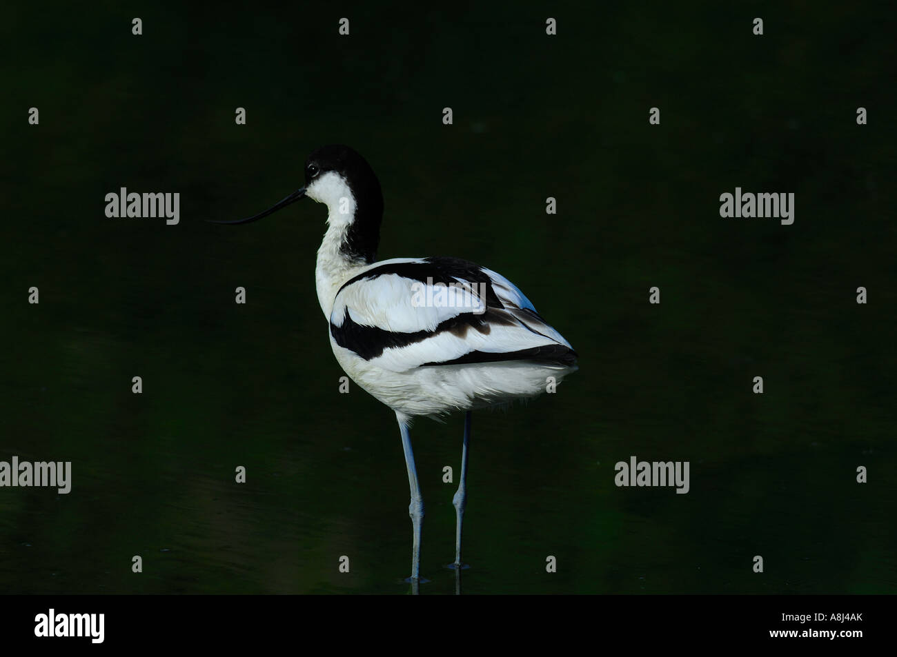 Avocet bird Recurvirostra avosetta Stock Photo - Alamy