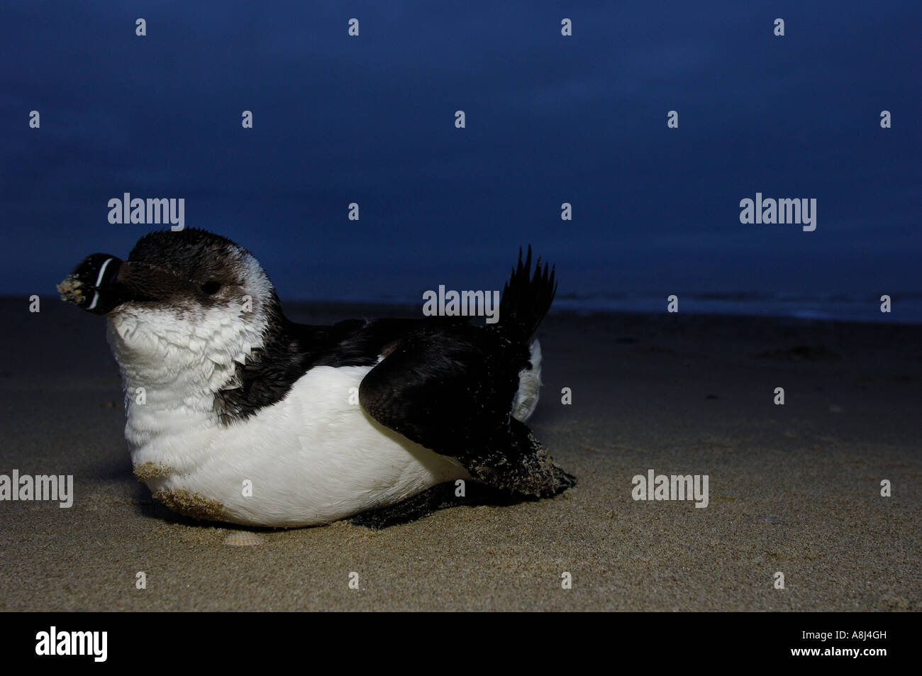 Bird on the beach by evening portrait Razorbill bird Alca Torda Stock ...