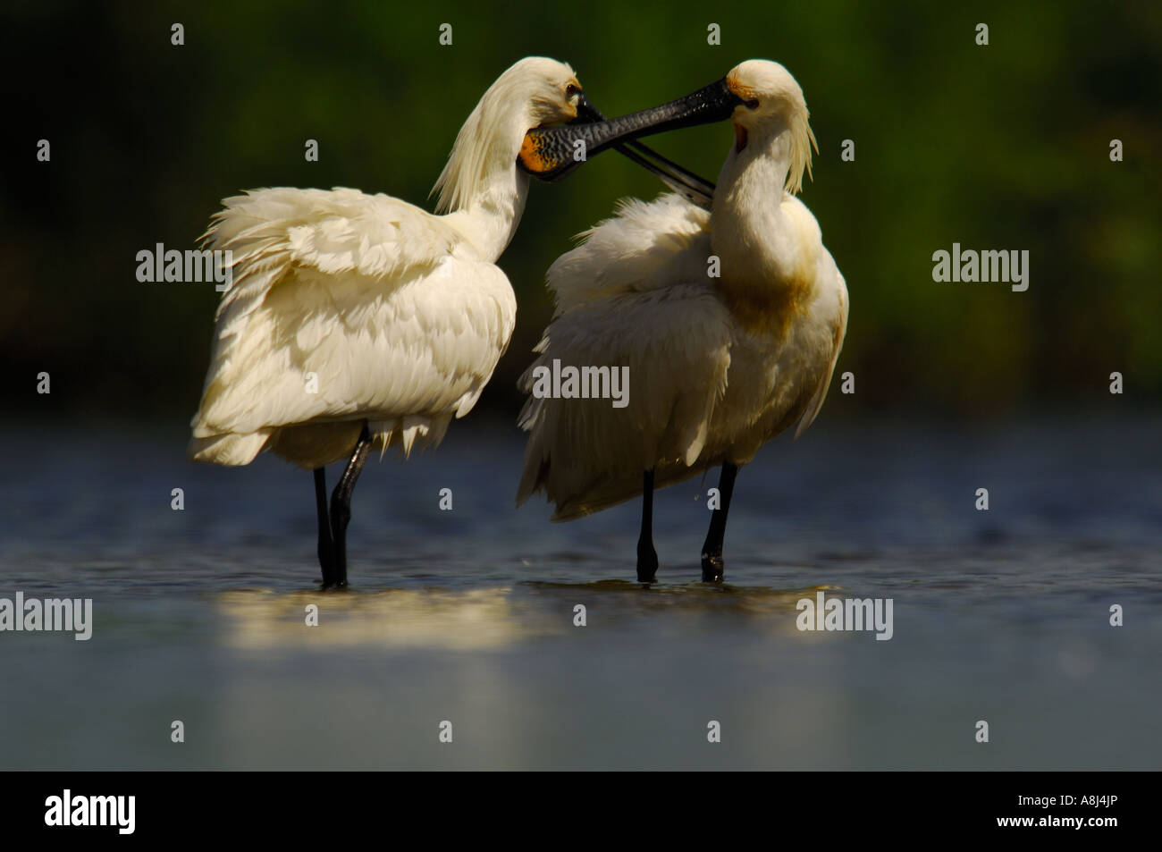Washing couple Eurasian spoonbill bird Platalea leucorodia in the water cuddle look after Stock ...