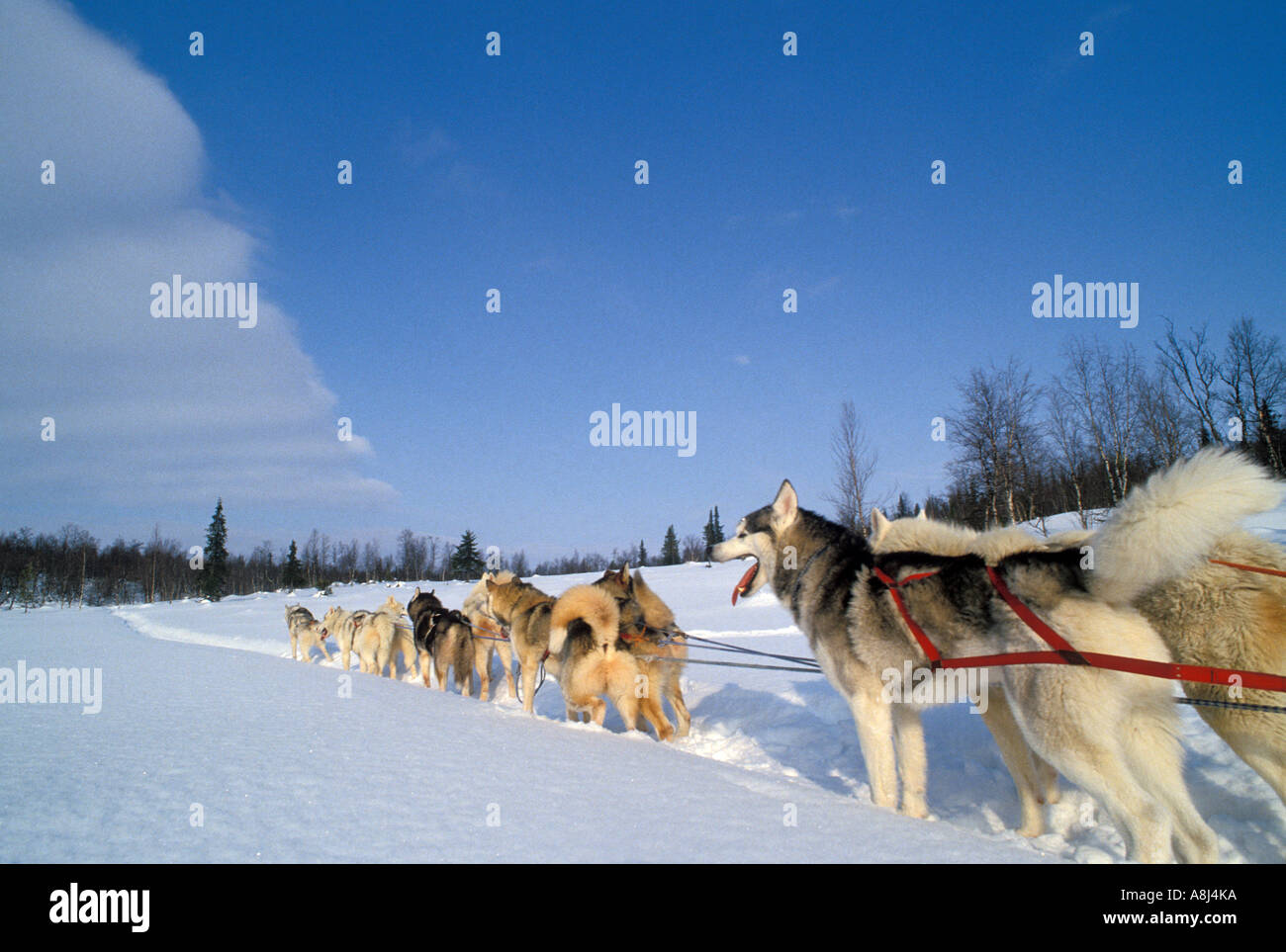Alaska husky team in harness Stock Photo - Alamy