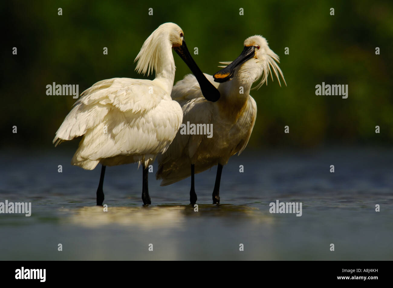 Washing couple Eurasian spoonbill bird Platalea leucorodia in the water ...
