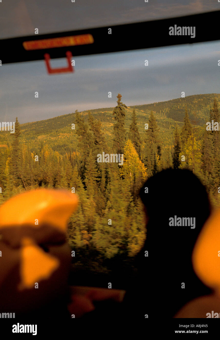 Alaska Railroad to Denali train woman looks out train window trees ...
