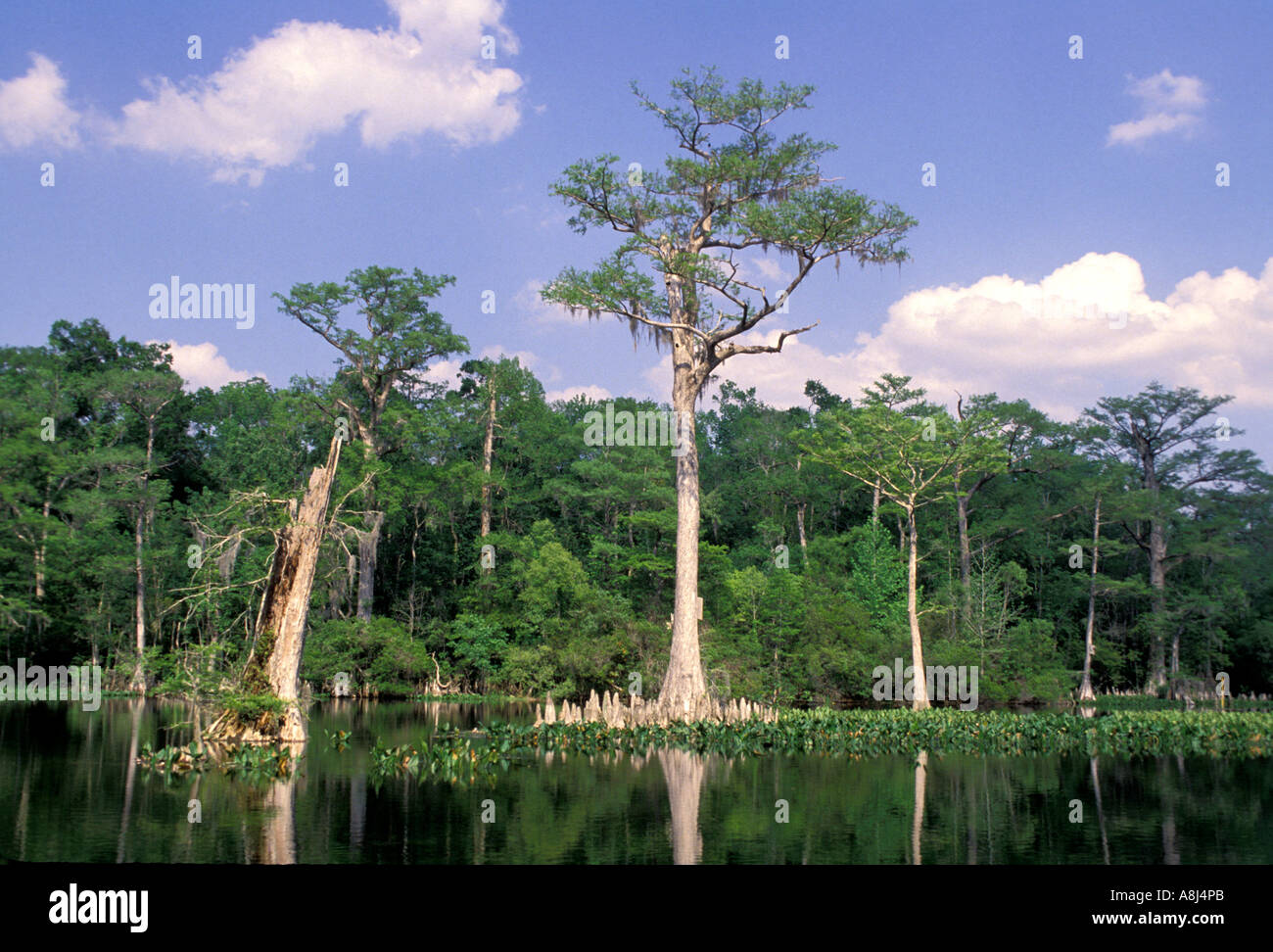 Wakulla spring hi-res stock photography and images - Alamy