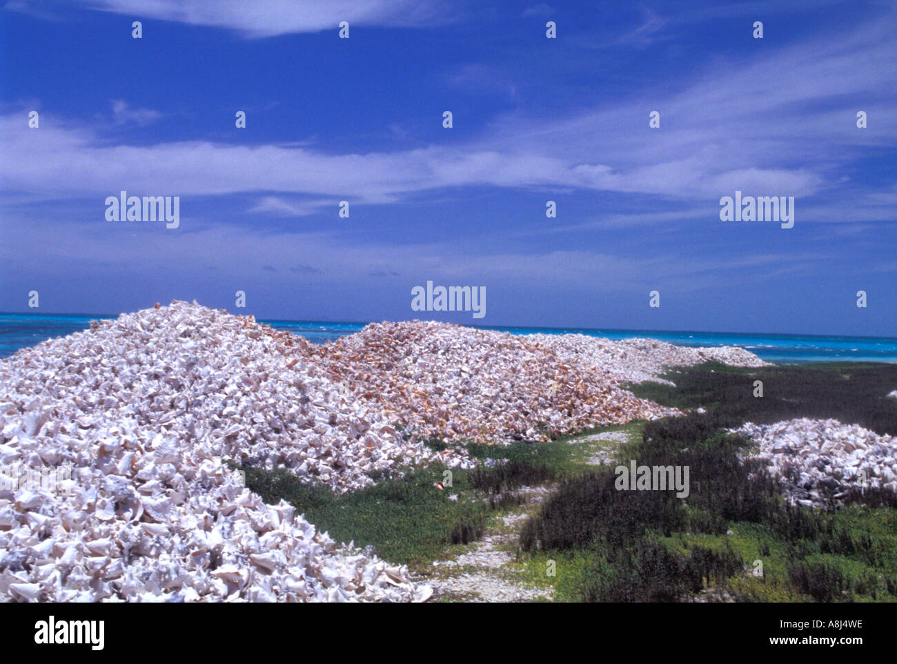 Los Roques Archipelago Venezuela, conch shell piles Stock Photo - Alamy