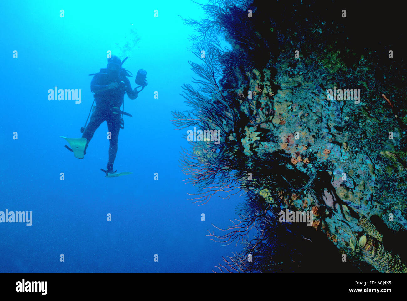Diver los roques national park hi-res stock photography and images - Alamy